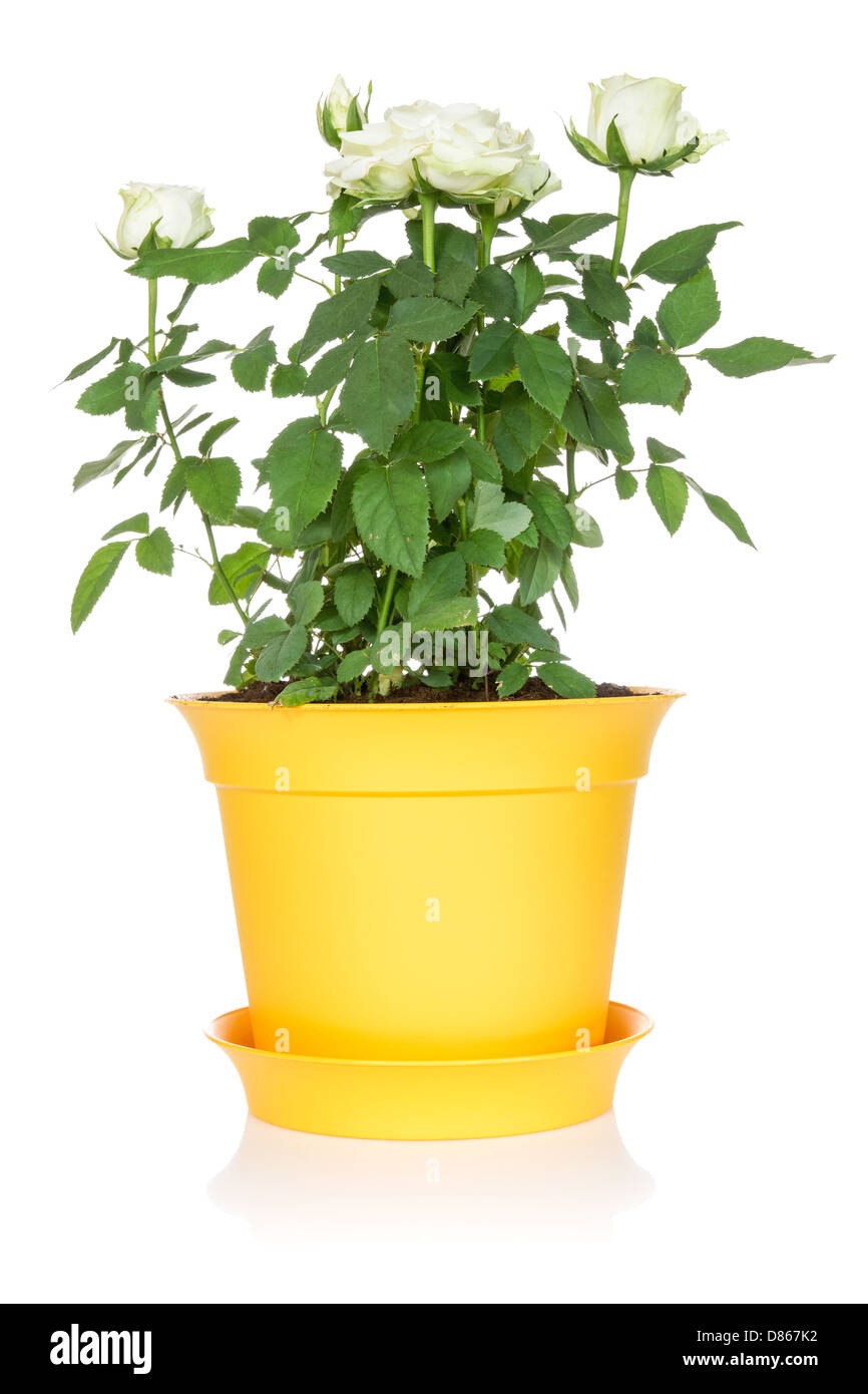 White roses in a flowerpot, isolated on a white background Stock Photo ...
