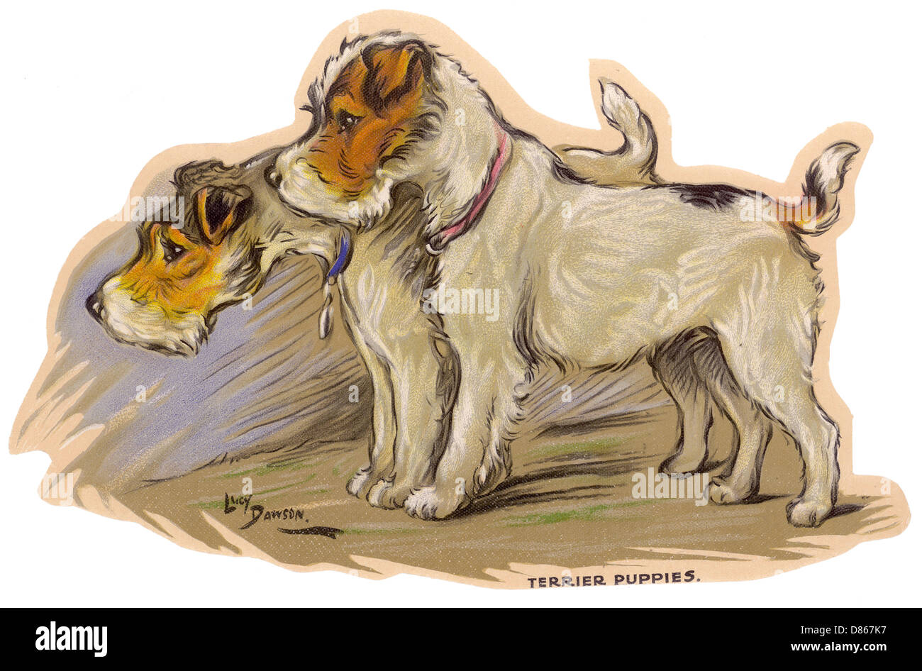 Dogs, Terrier puppies, Dawson Stock Photo - Alamy