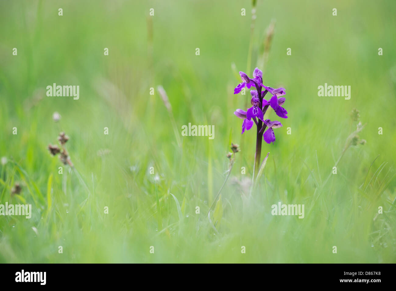 Orchis morio / Anacamptis morio. Green winged Orchid in a meadow in the ...