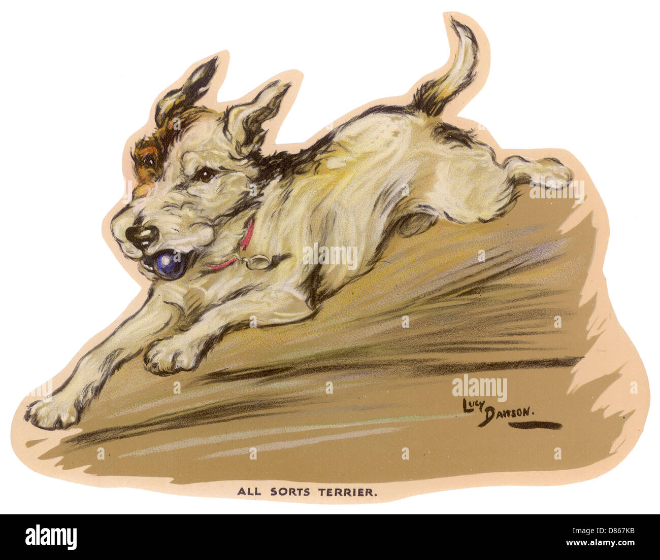 Dogs, Terrier, Dawson Stock Photo - Alamy