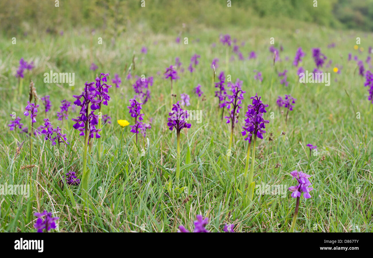 Orchids natural habitat hi-res stock photography and images - Alamy