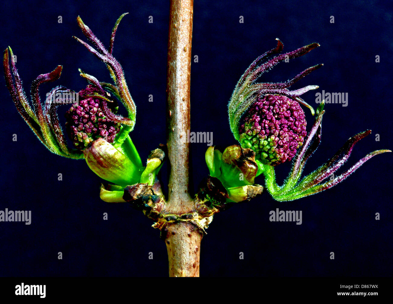 Red elderberry hi-res stock photography and images - Alamy