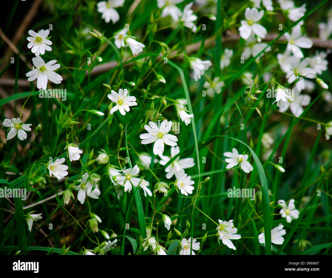 Spring flowers on a forest walk Stock Photo - Alamy