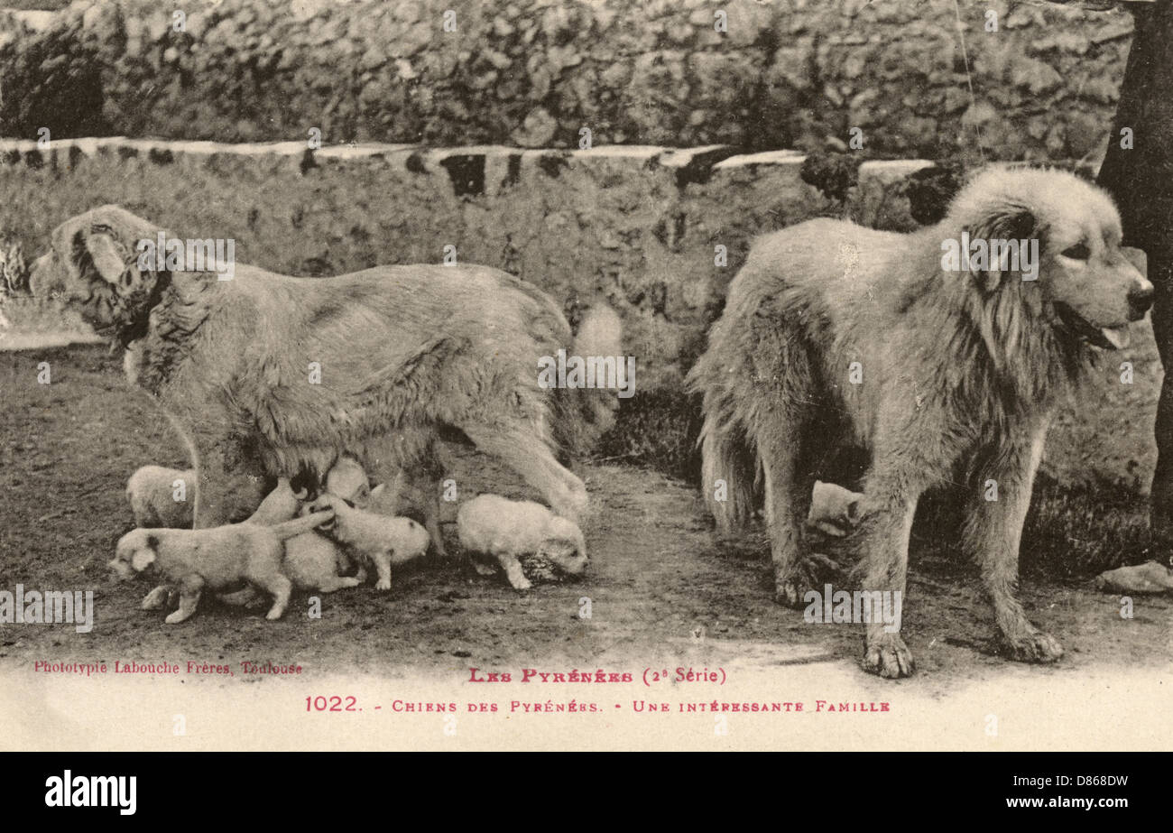 Two Pyrenees Dogs: an interesting family Stock Photo - Alamy