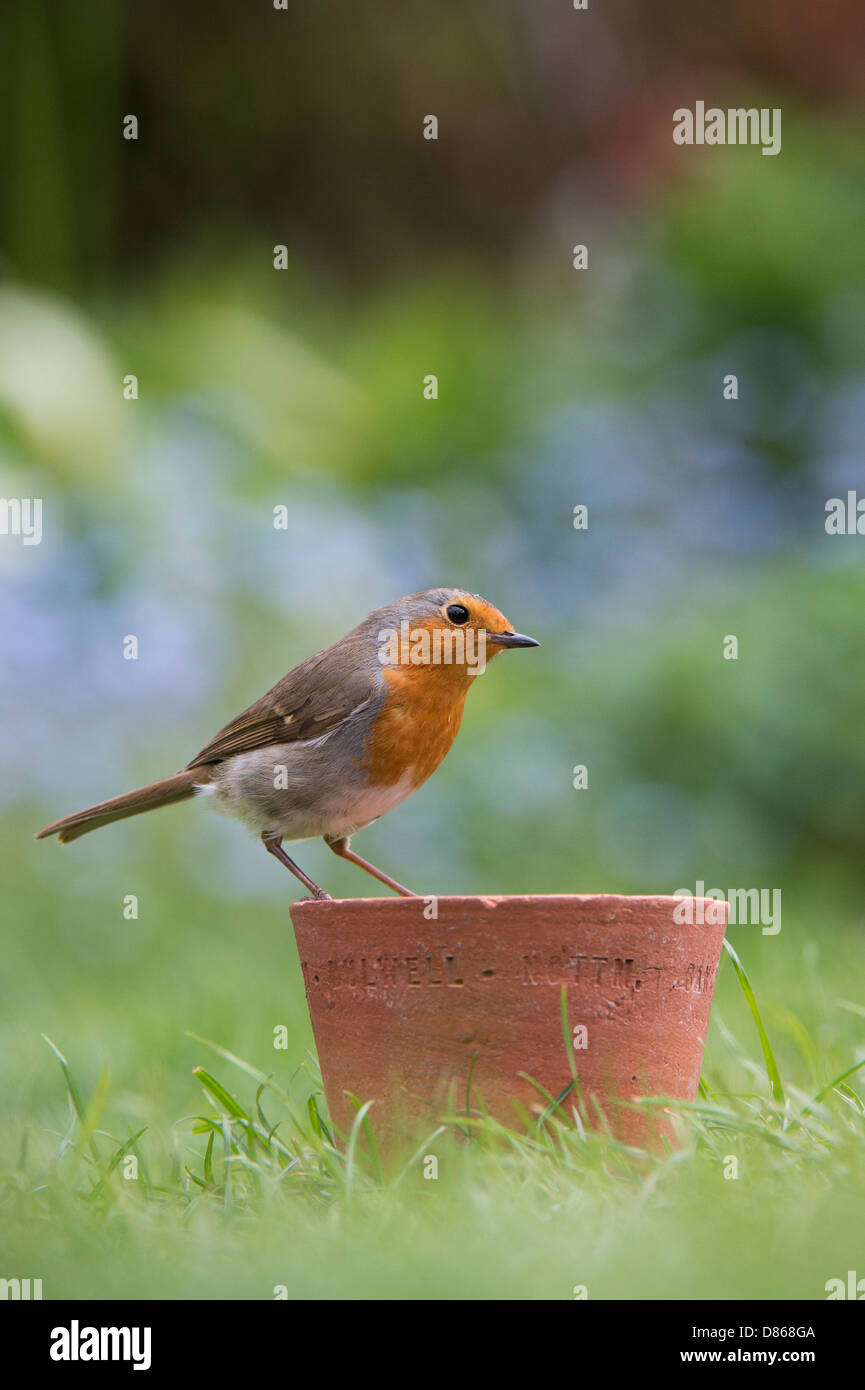 Robin on pot hi-res stock photography and images - Alamy