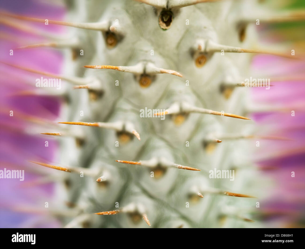 Close up of cactus needles Stock Photo - Alamy