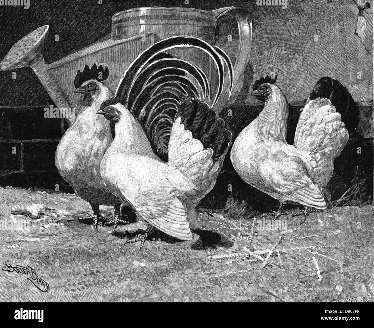 Japanese bantam hens, 1890 Stock Photo - Alamy
