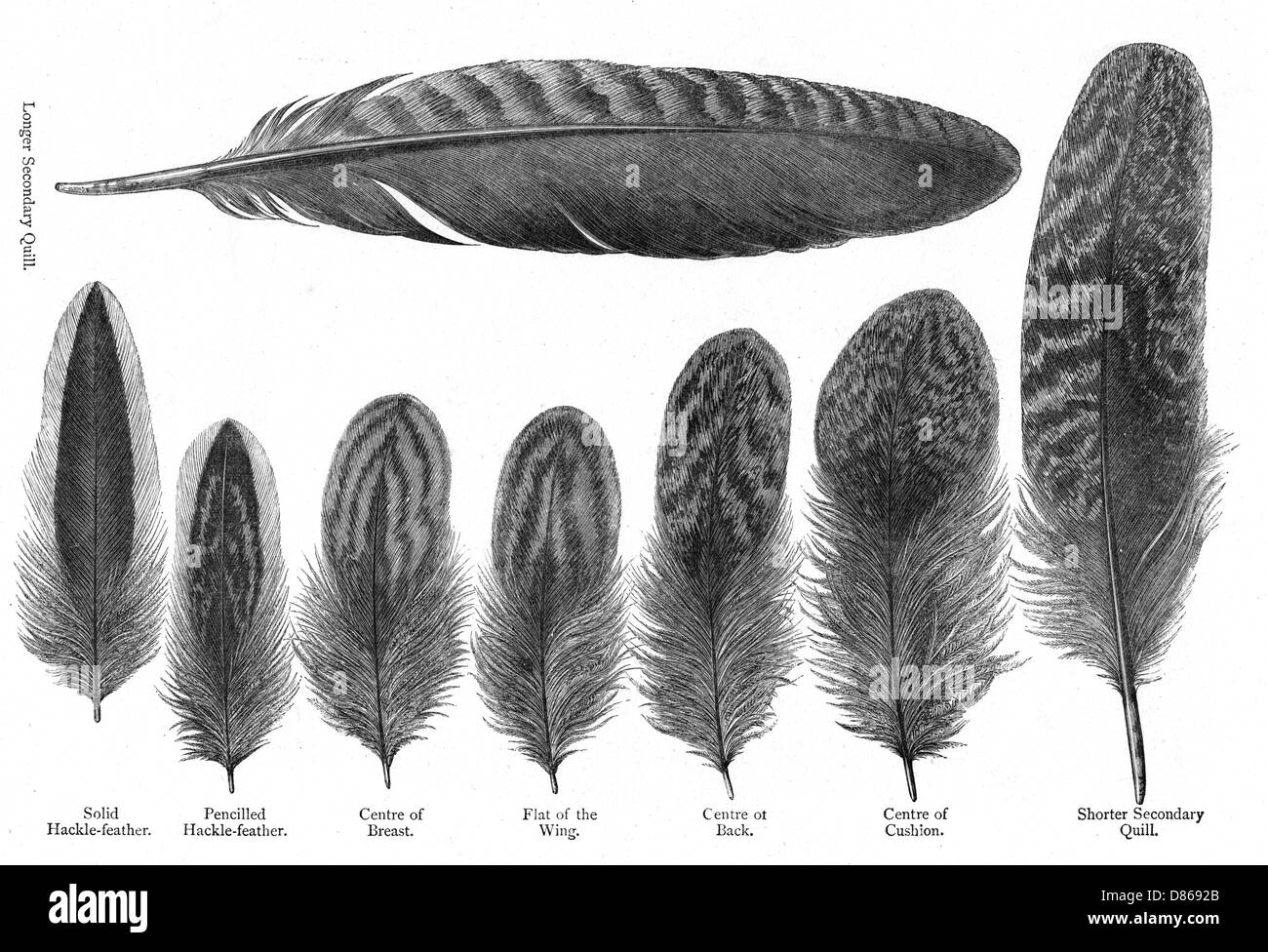 Partridge feathers Black and White Stock Photos & Images - Alamy