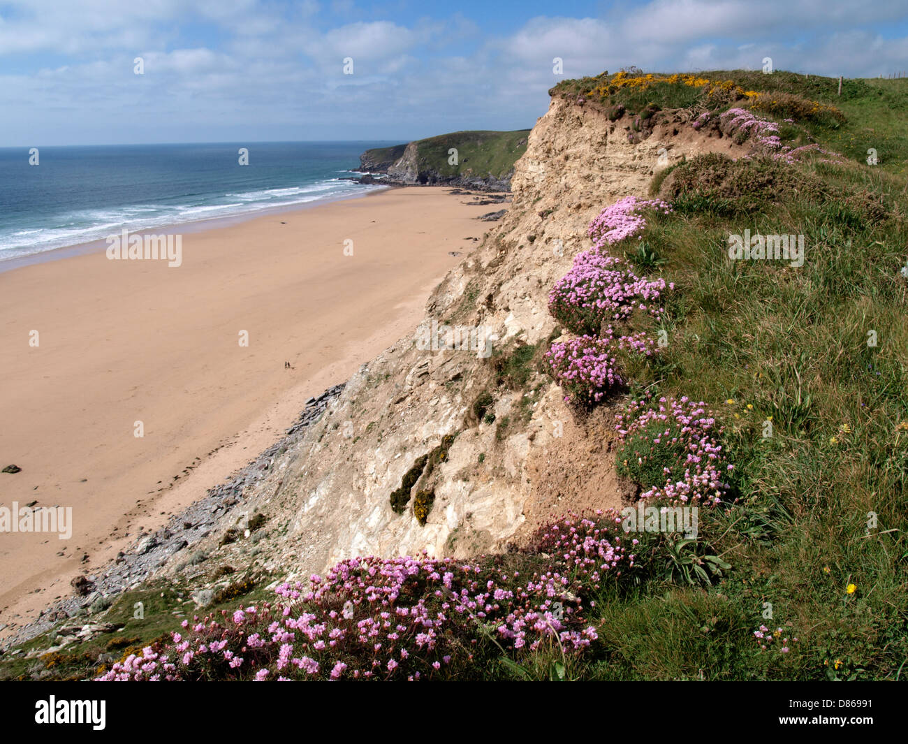 Sea pinks on the cliffs at Watergate Bay, Cornwall, UK Stock Photo - Alamy