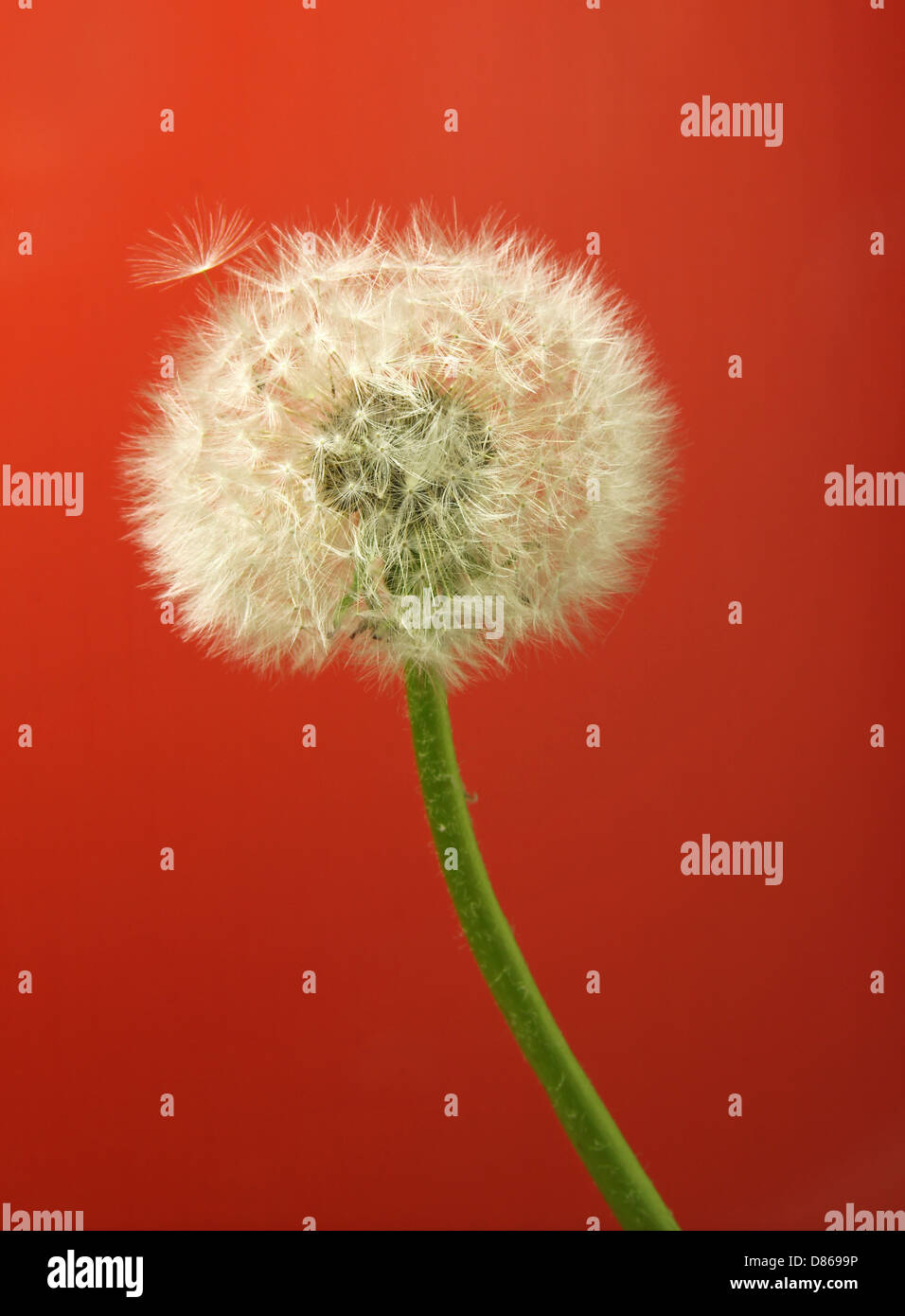 Red dandelion green hi-res stock photography and images - Alamy