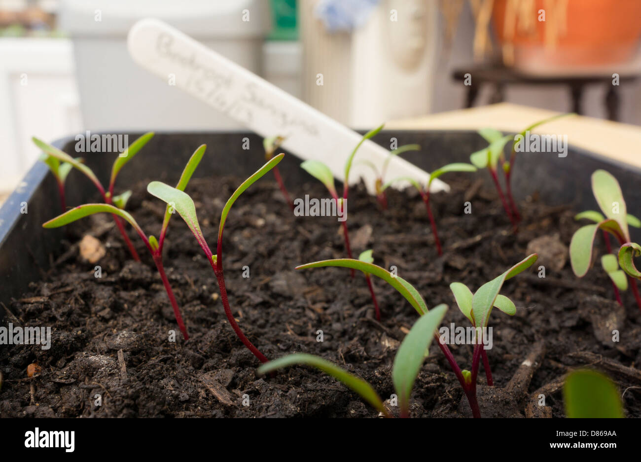 Growing your own food, Sanguina Beetroot seedlings Stock Photo - Alamy