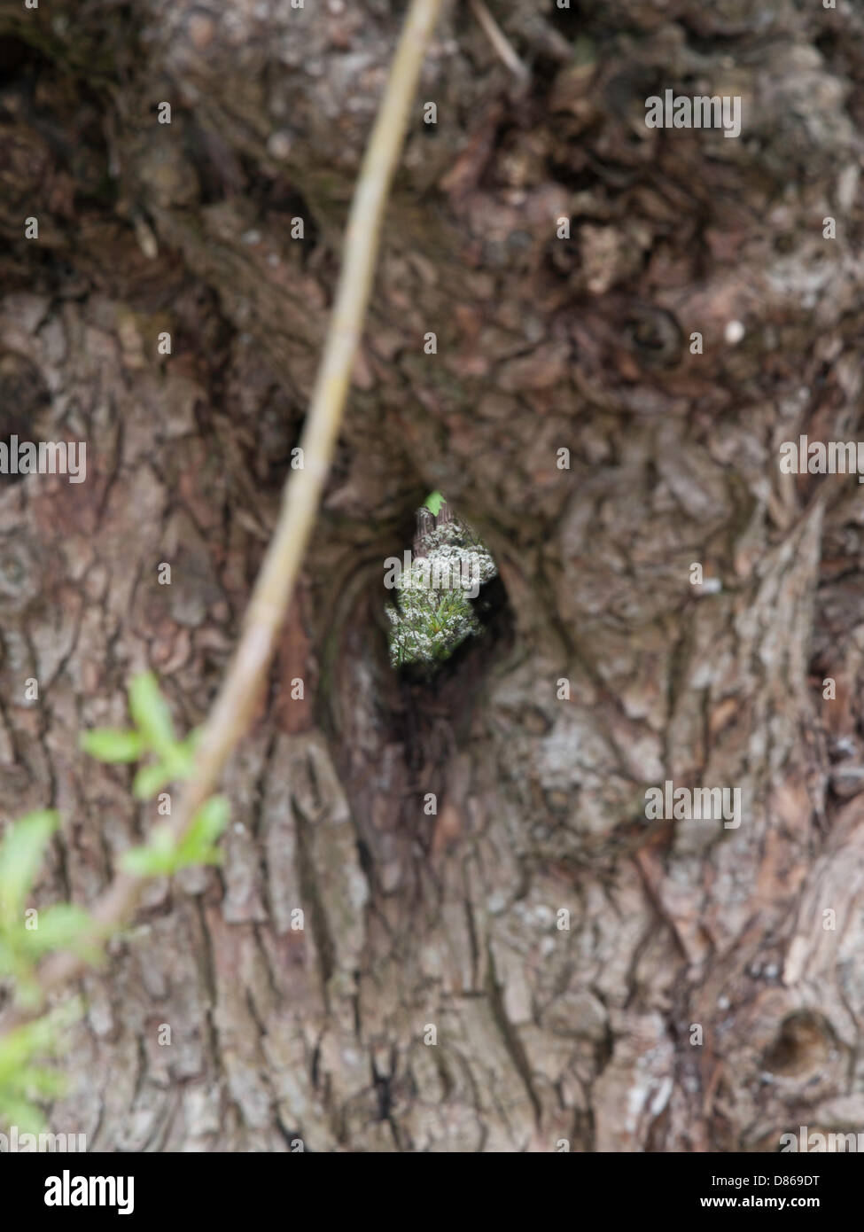 London, UK. 20th May, 2013. The Chelsea Flower Show.The B&Q Sentebale ...