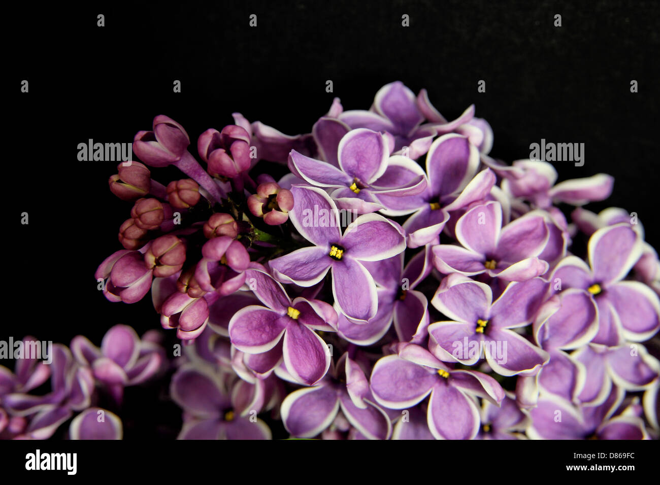 flower of lilac on black background Stock Photo - Alamy