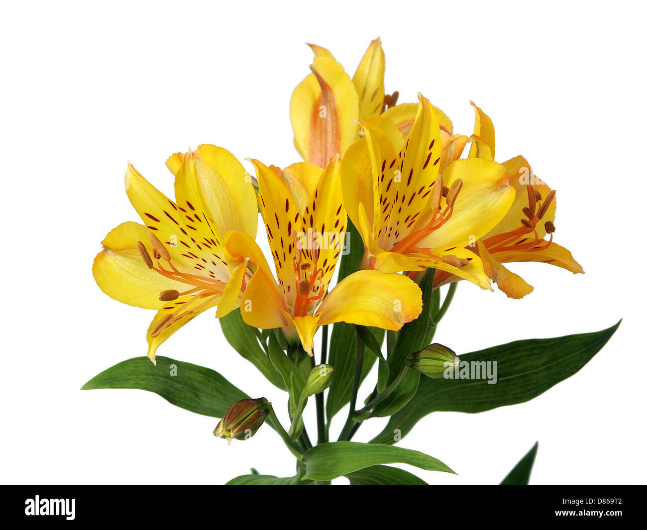 Alstroemeria Lily flower Stock Photo - Alamy