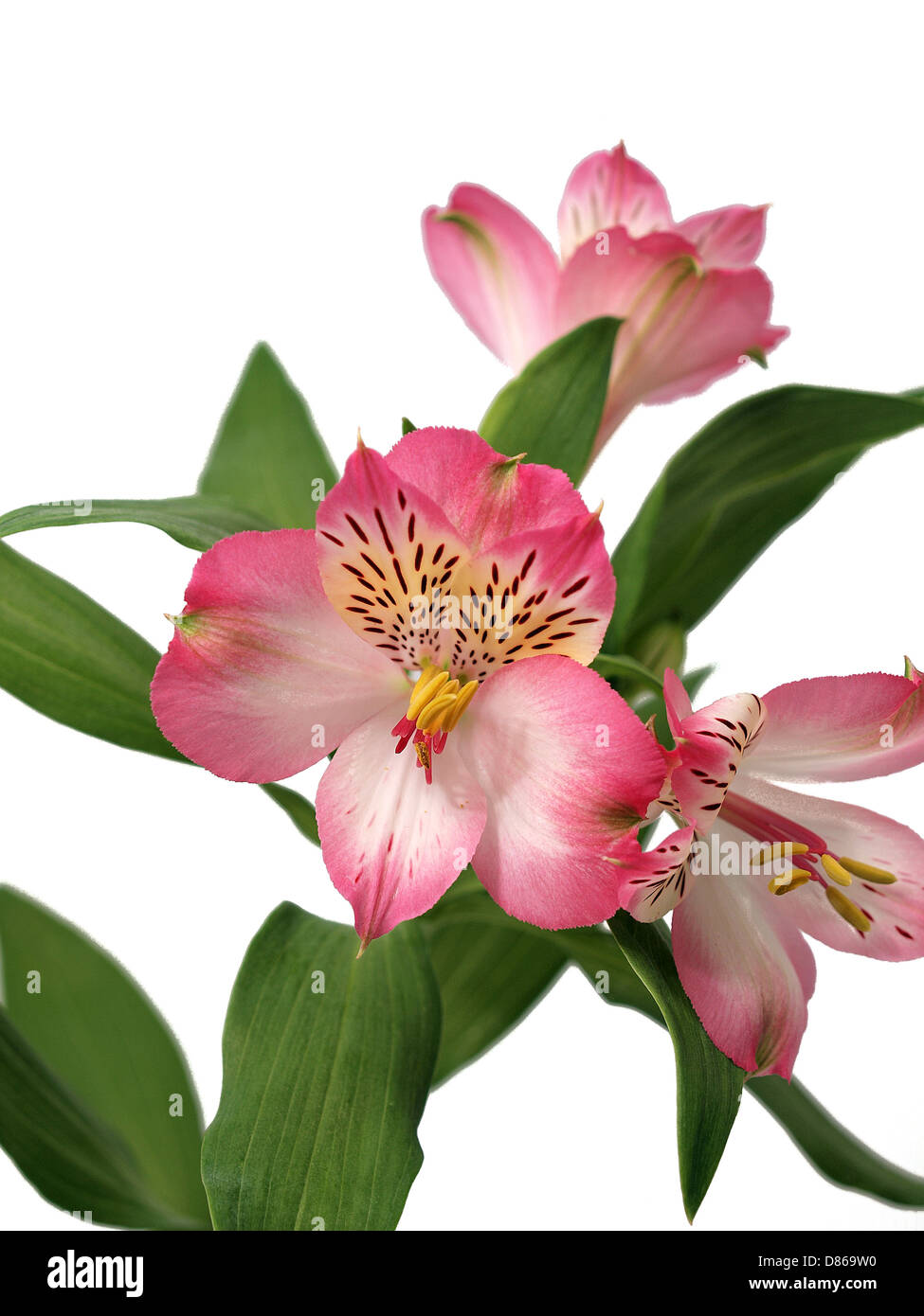 Alstroemeria Lily flower Stock Photo - Alamy