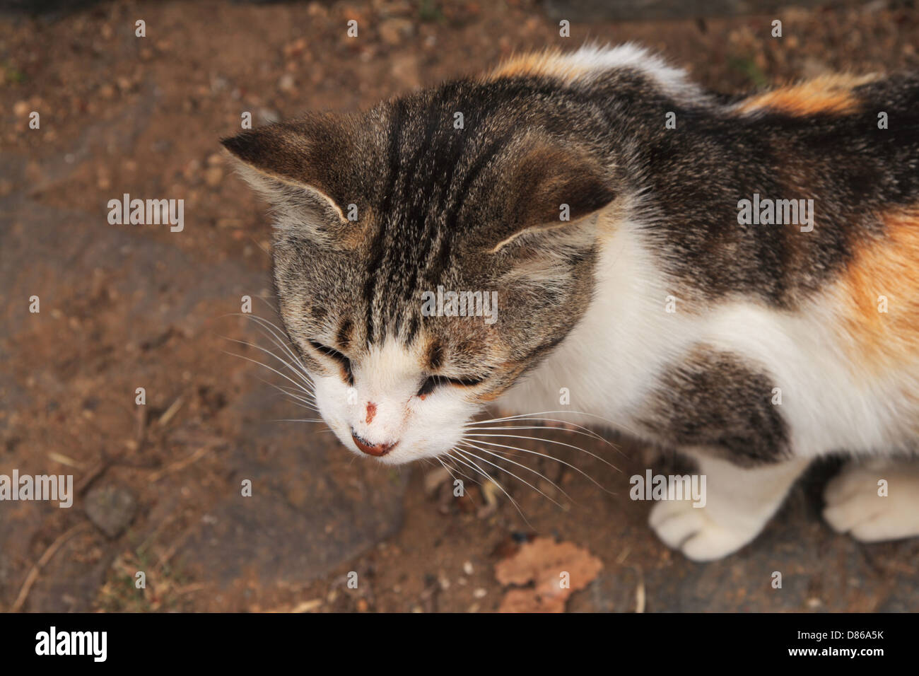 Common cat breed hi-res stock photography and images - Alamy