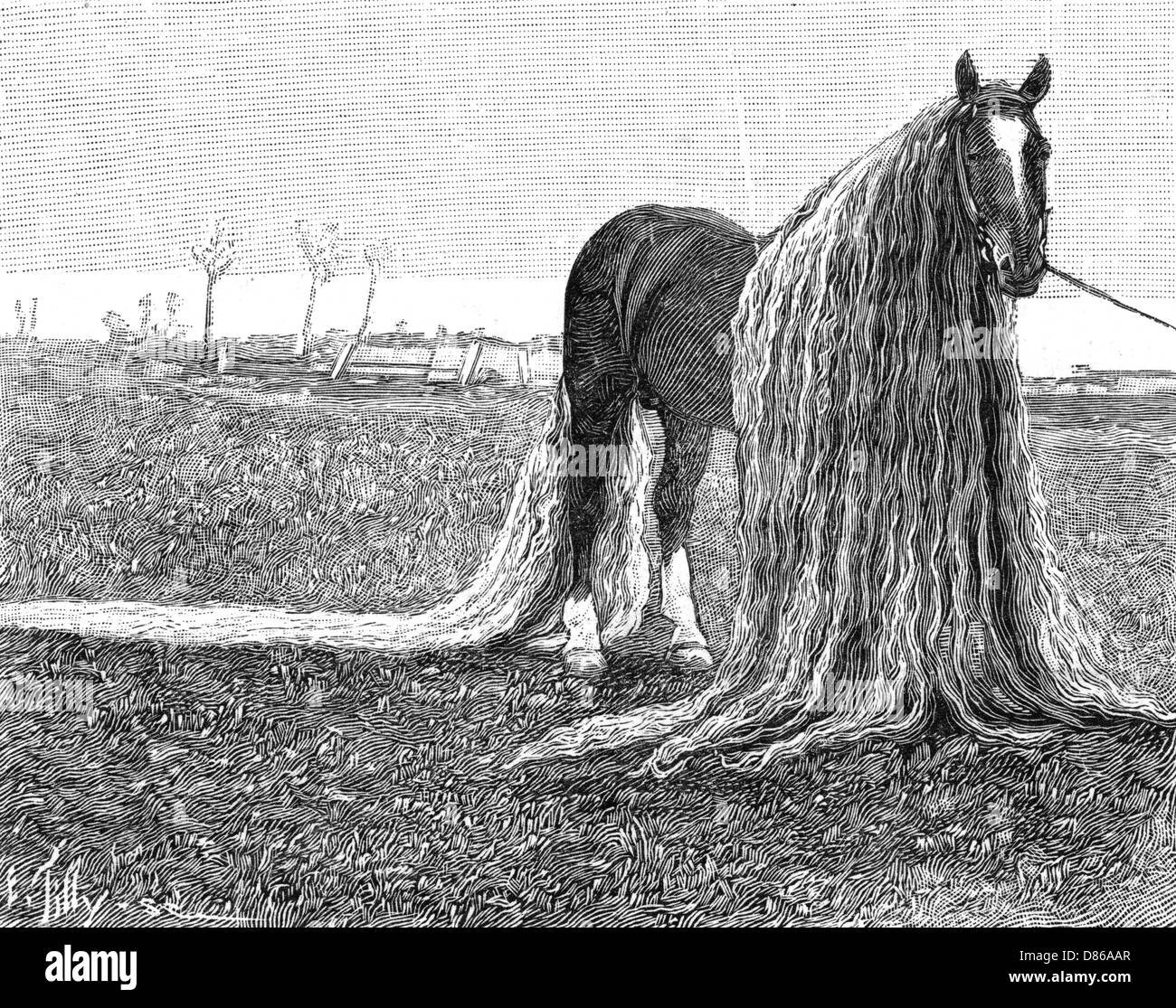 Longest Horse Mane
