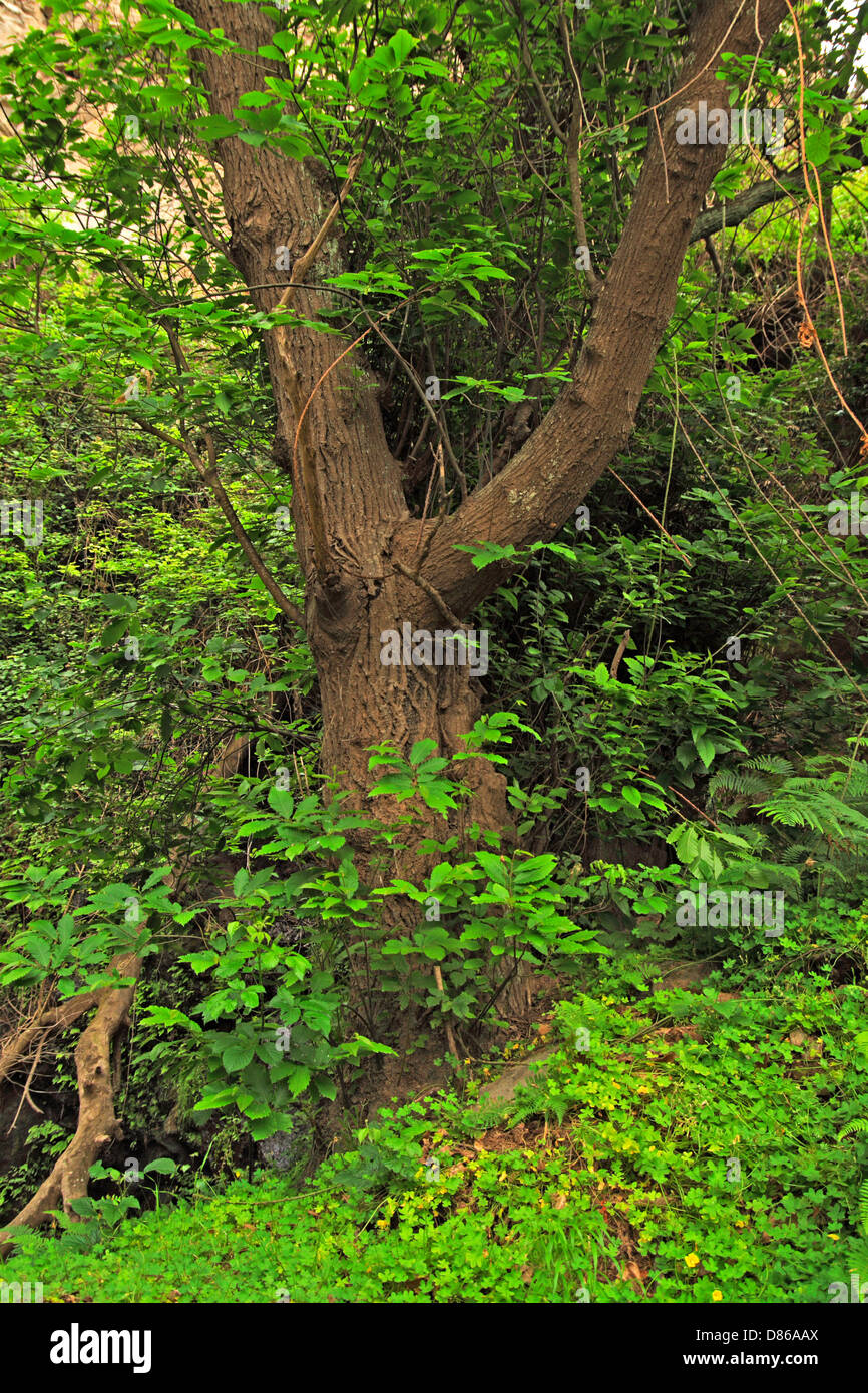tree trunk in the forest Stock Photo - Alamy