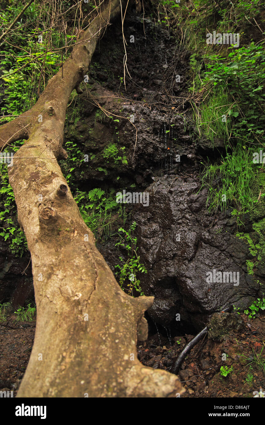 tree trunk in the forest Stock Photo - Alamy