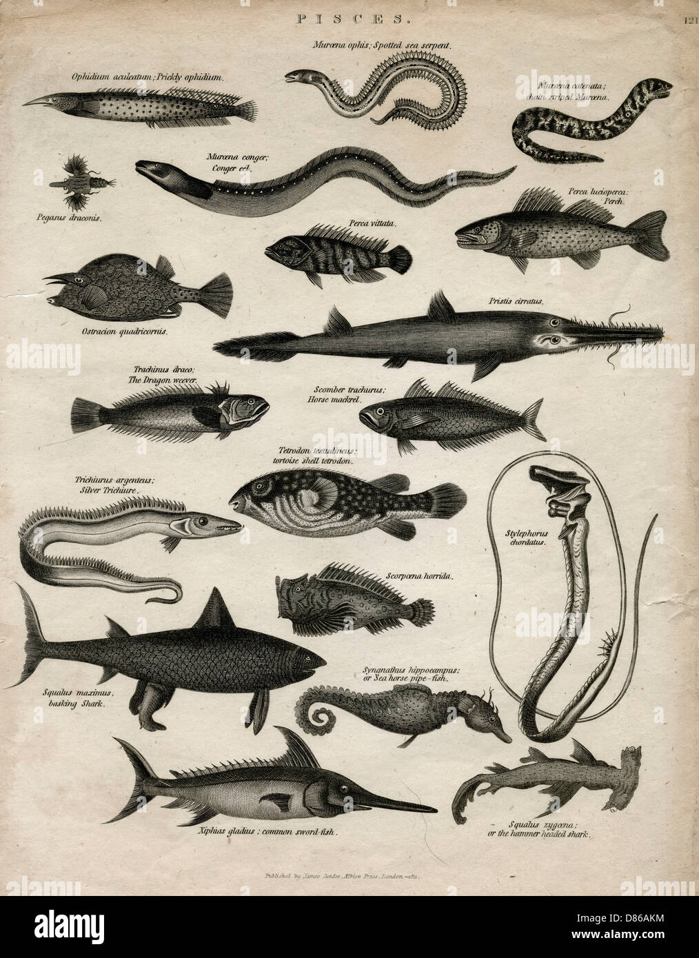 Varieties of fish Stock Photo - Alamy