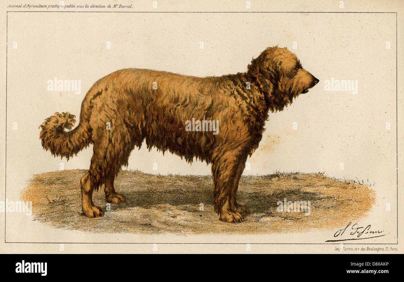 Brie shepherd hi-res stock photography and images - Alamy