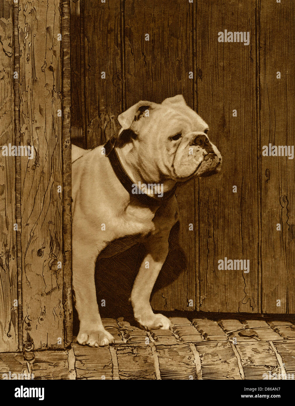 Bulldog in a doorway Stock Photo - Alamy