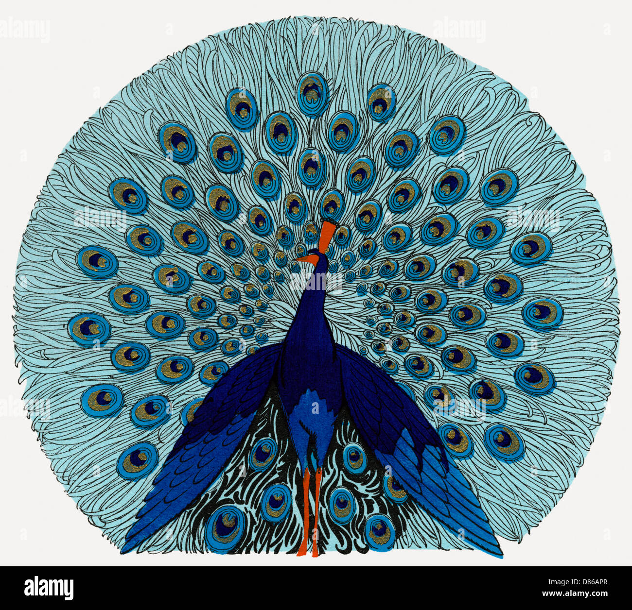 Peacock Drawing Designs