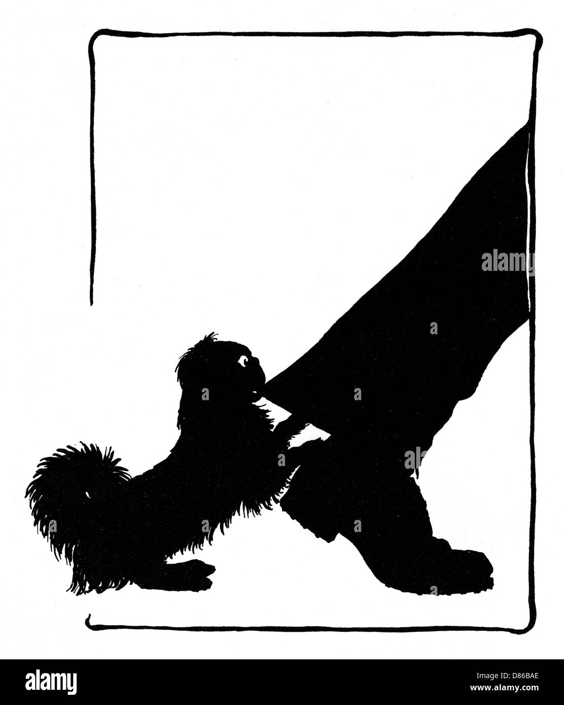 Koko the Pekinese dog with postman's leg Stock Photo - Alamy