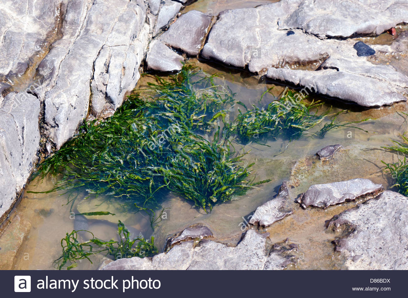 British Seaweed Species High Resolution Stock Photography and Images ...