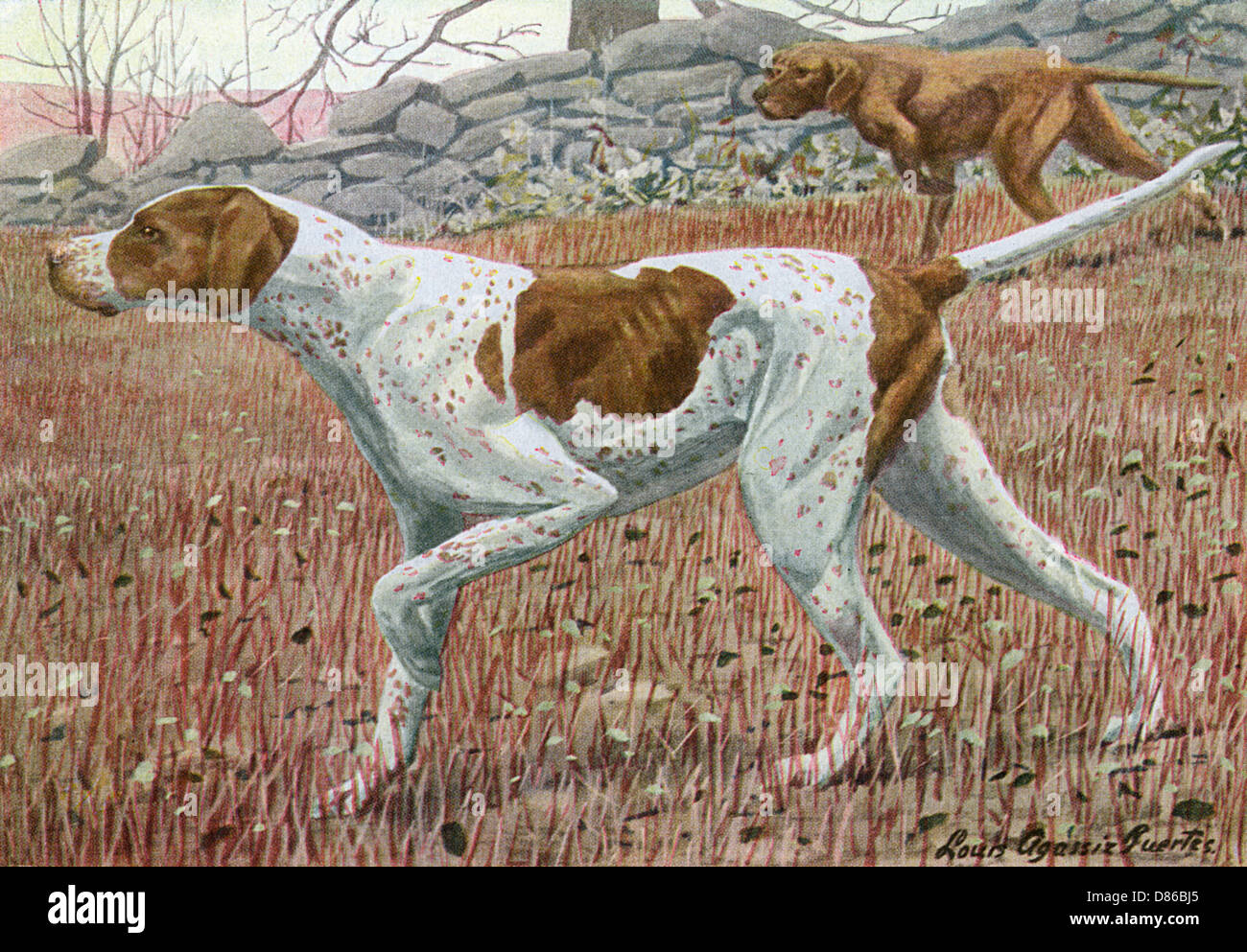 Pointer points hi-res stock photography and images - Alamy