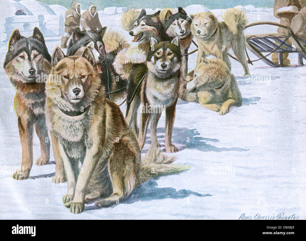 Alaskan Eskimo Dogs Stock Photo - Alamy