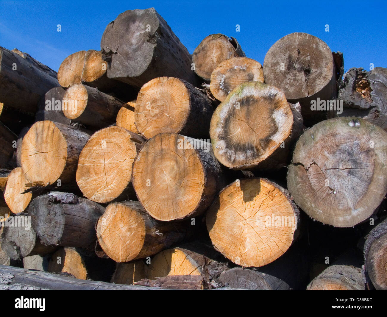 europe, romania, maramures, viseu de sus, tree trunks Stock Photo - Alamy