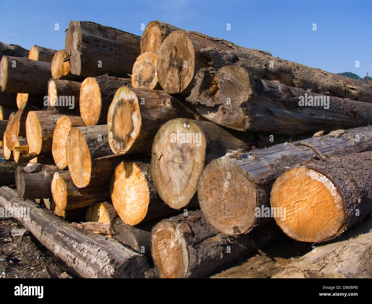 europe, romania, maramures, viseu de sus, tree trunks Stock Photo - Alamy
