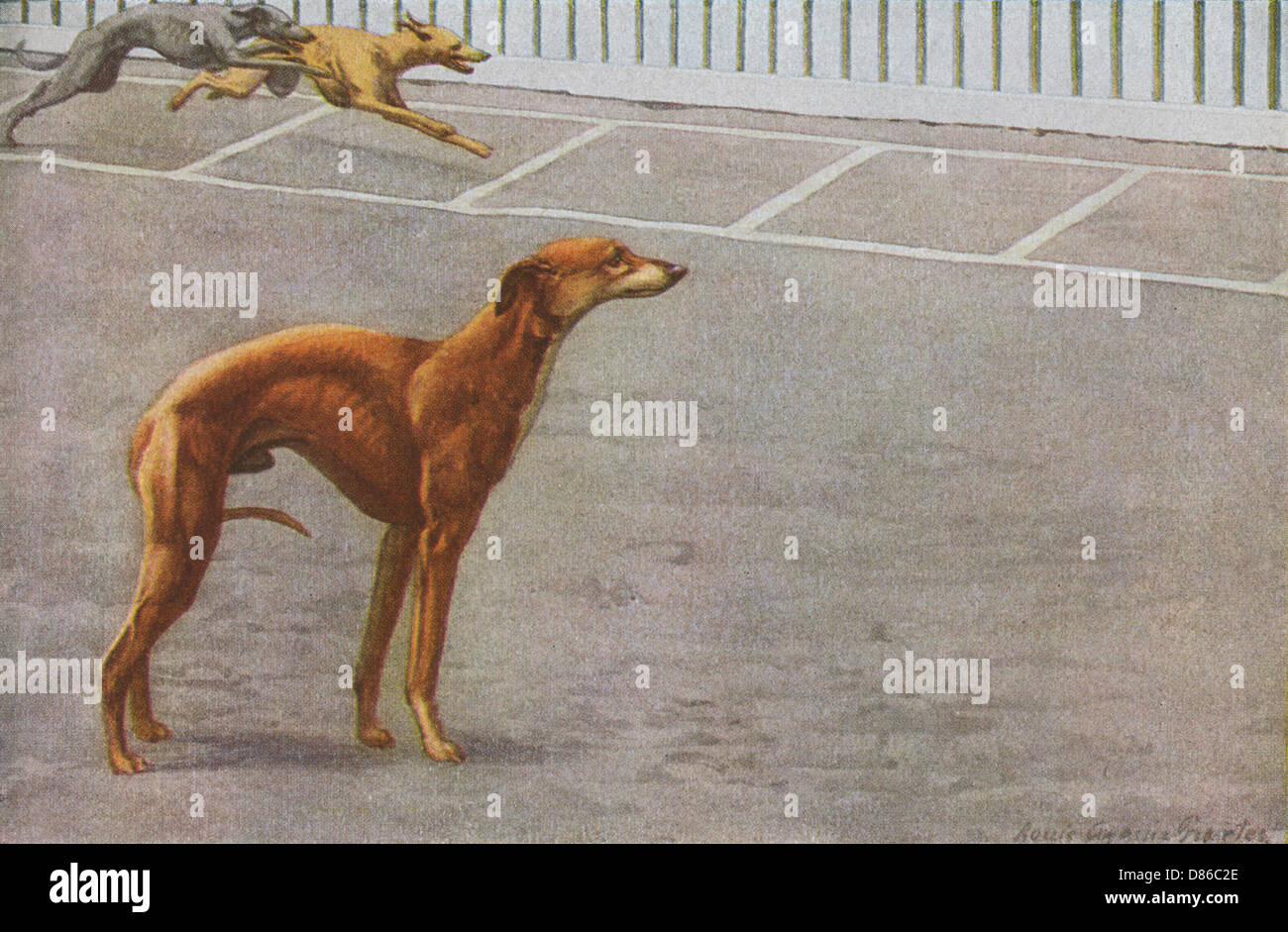 Tail between legs hi-res stock photography and images - Alamy