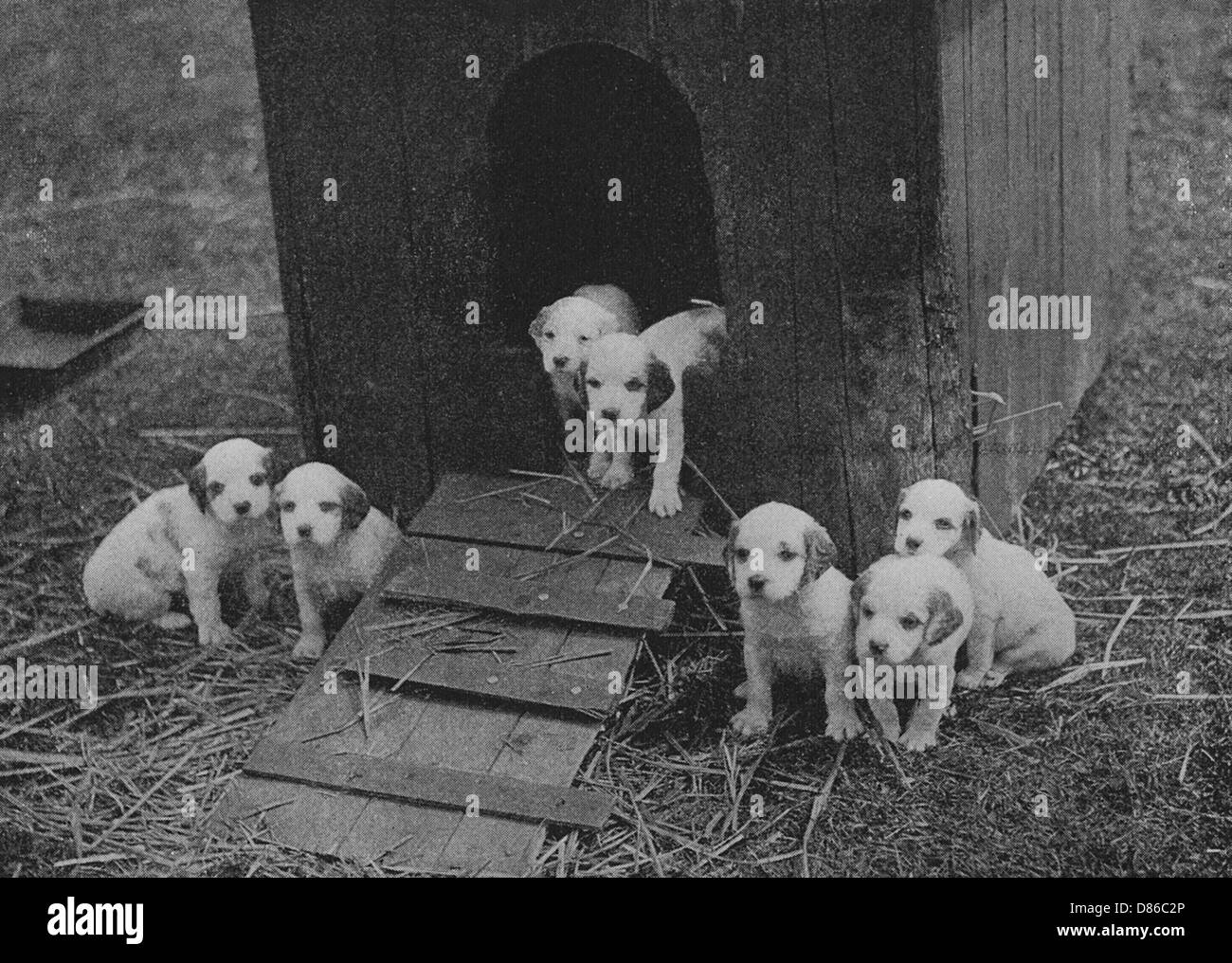 Puppies puppies Black and White Stock Photos & Images - Alamy