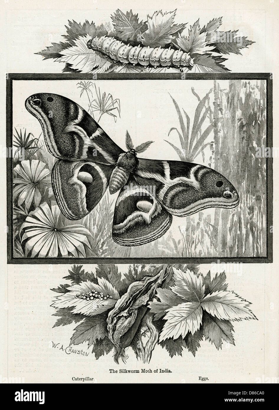 The silkworm moth of India Stock Photo - Alamy