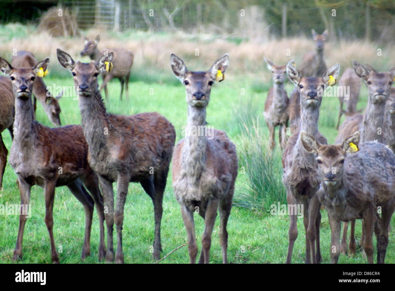 Deer watching hi-res stock photography and images - Alamy