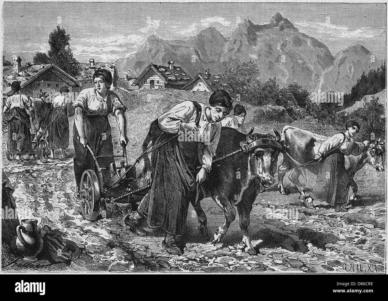 Ploughing with oxen Black and White Stock Photos & Images - Alamy