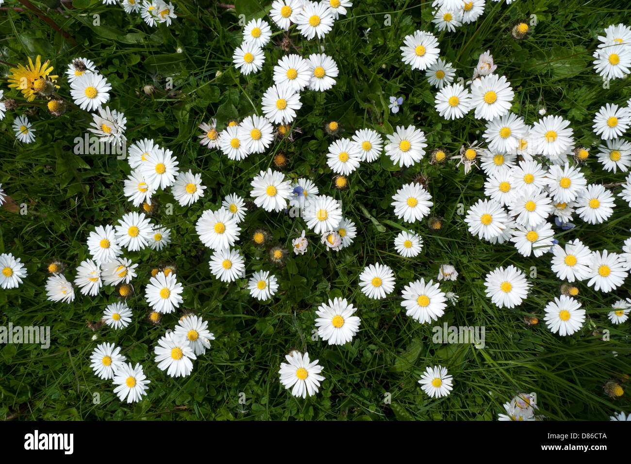 Wildflowers in grass hi-res stock photography and images - Alamy
