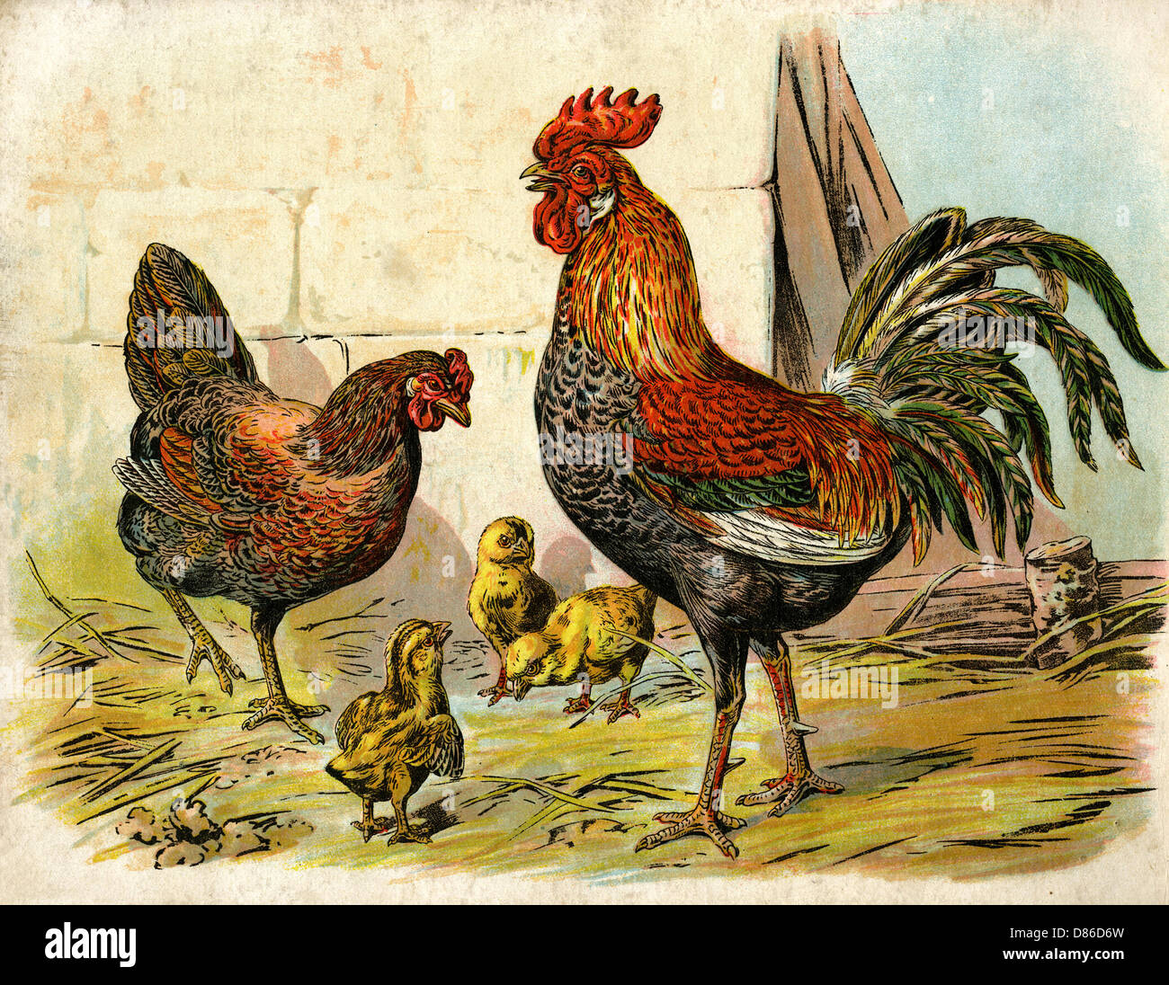 Cockerel, hen and chicks in a farmyard Stock Photo - Alamy