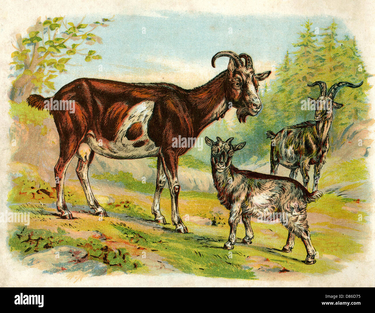 Two goats and a kid Stock Photo - Alamy