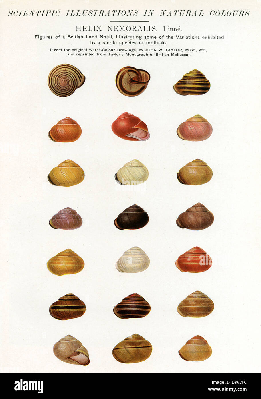 Mollusk Shell Variations Stock Photo - Alamy