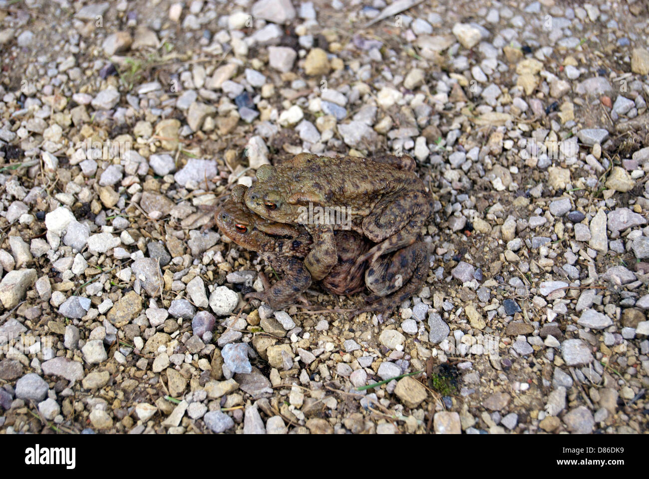 Two frogs hopping across gravel Stock Photo - Alamy