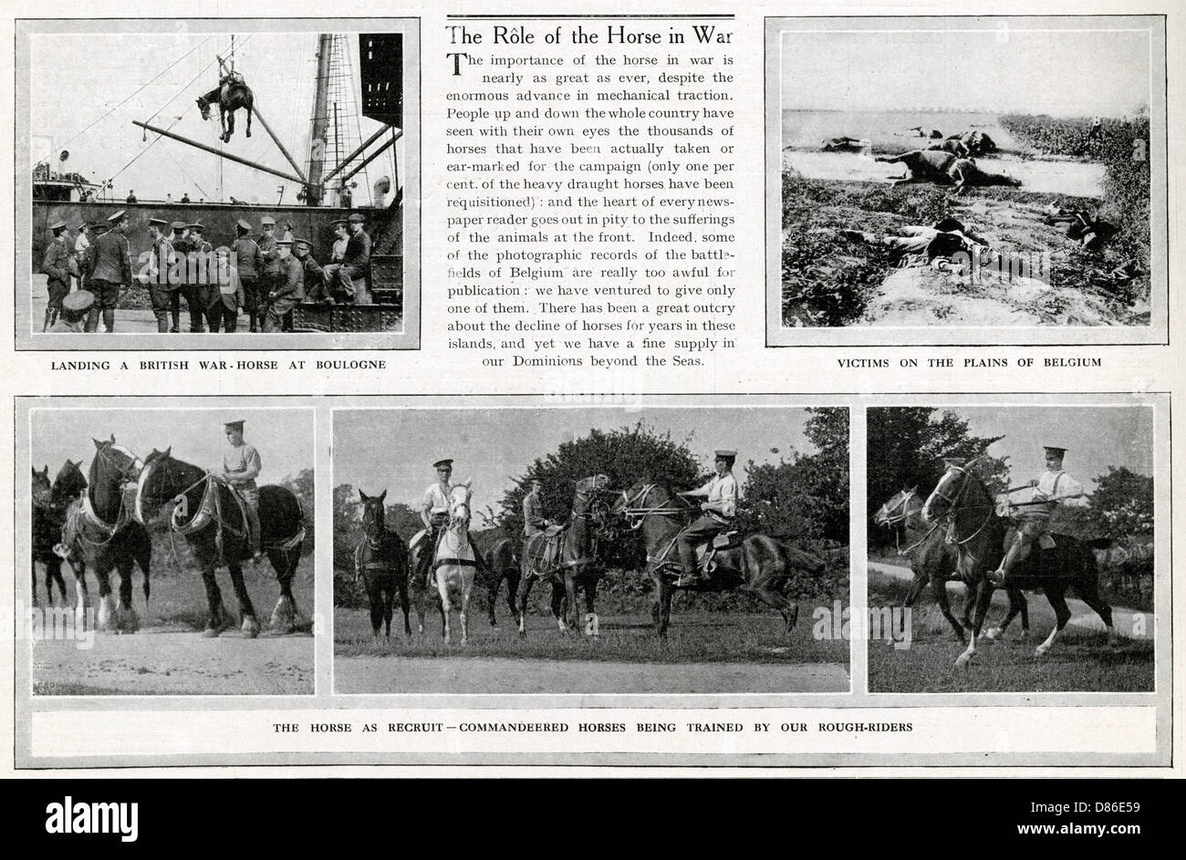 The Role of the horses in WWI 1914 Stock Photo - Alamy