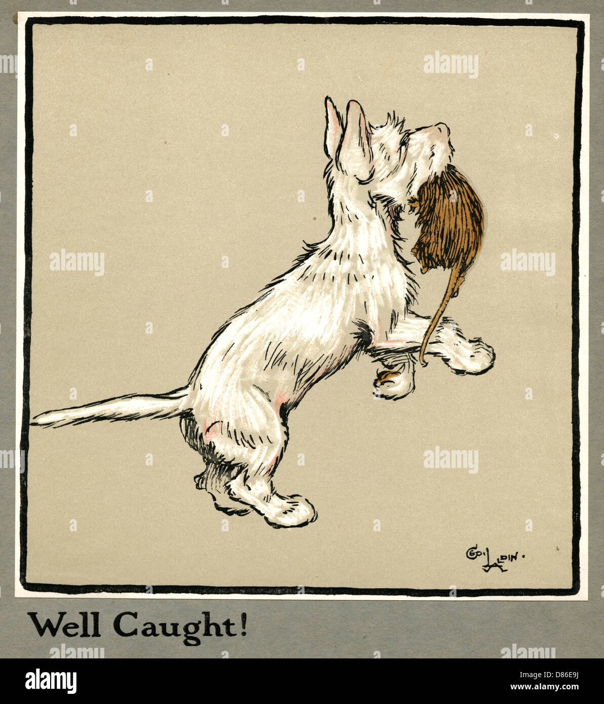 Can Dogs Catch Diseases From Rats