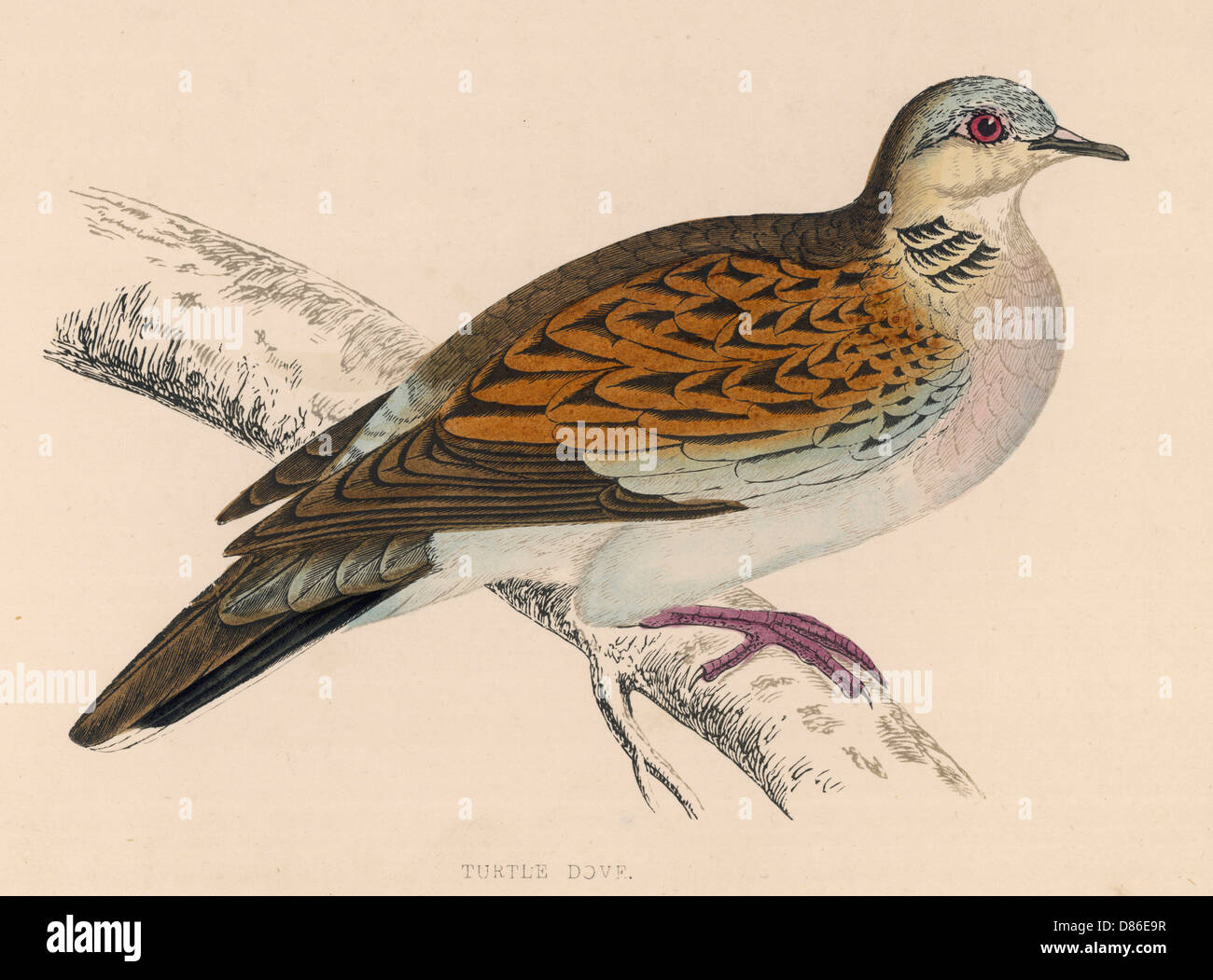 Birds turtle hi-res stock photography and images - Alamy