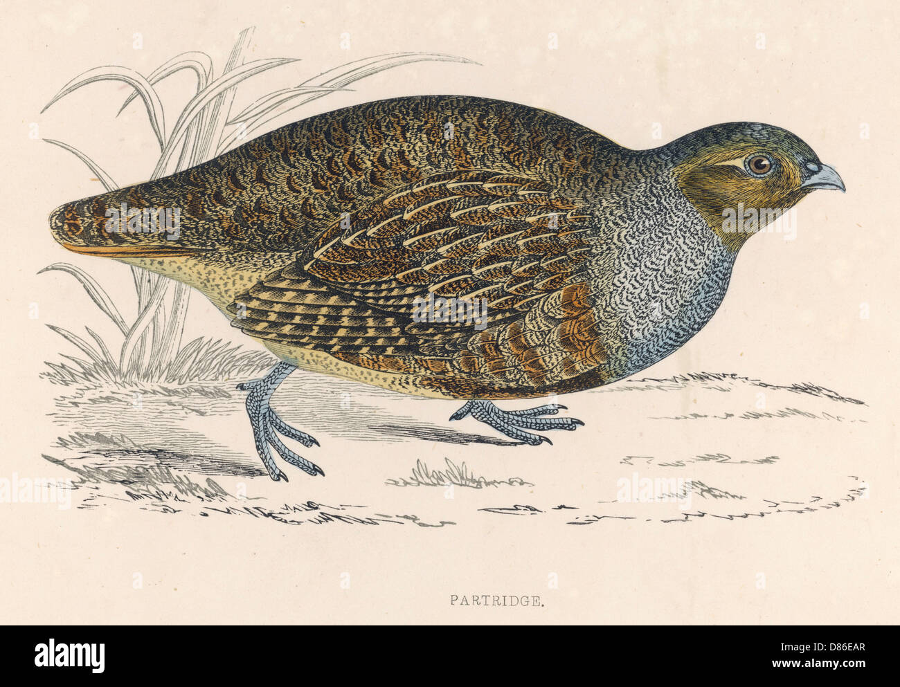 Common partridges hi-res stock photography and images - Alamy