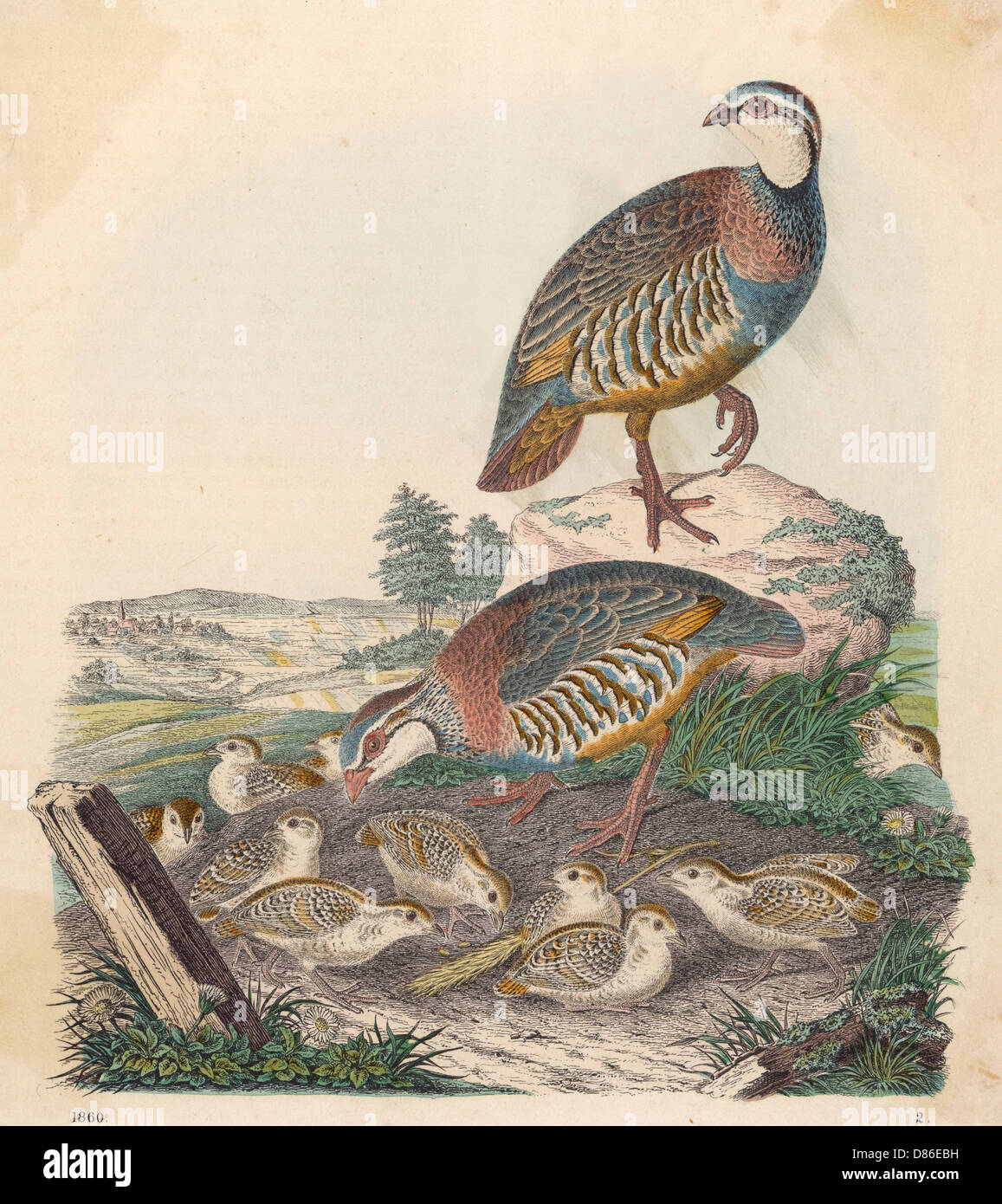 Grey partridge chicks hi-res stock photography and images - Alamy