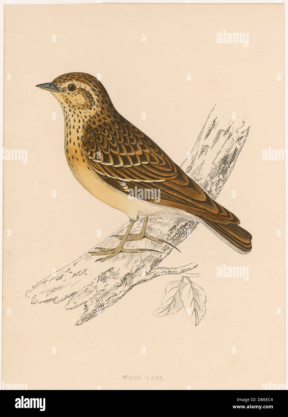 Lark birds hi-res stock photography and images - Alamy