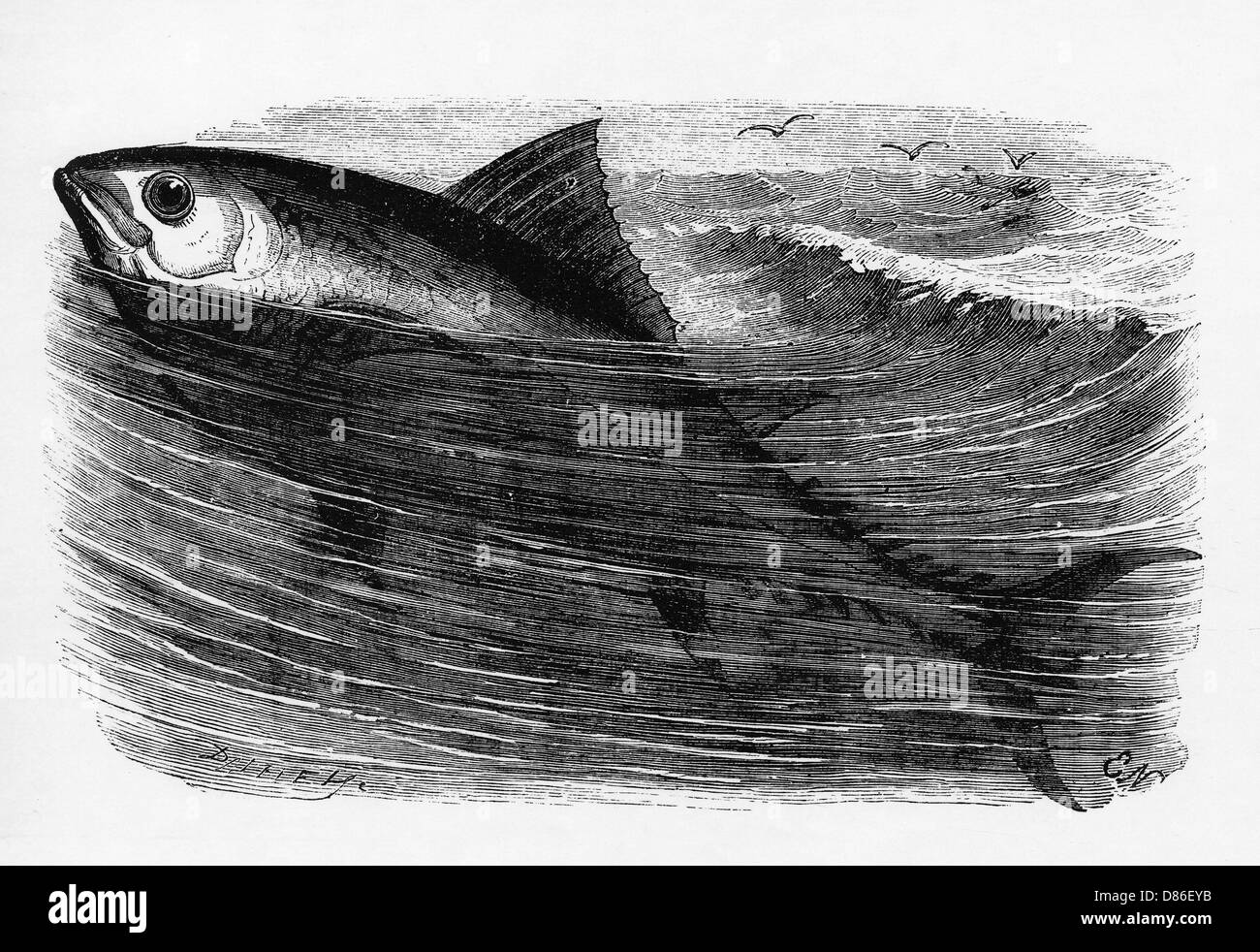 A tunny or tuna fish Stock Photo - Alamy